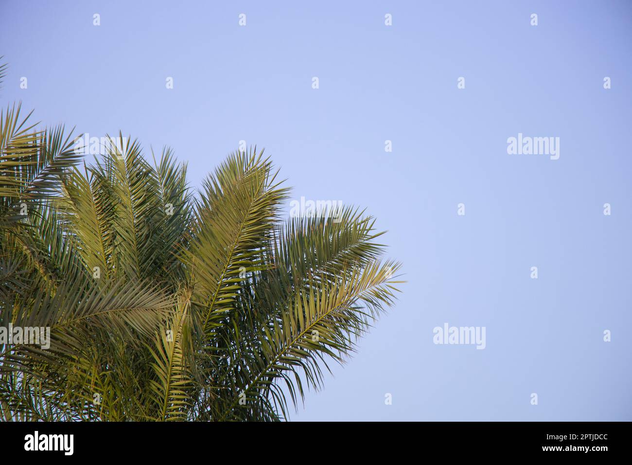 Dates tree egypt hi-res stock photography and images - Alamy