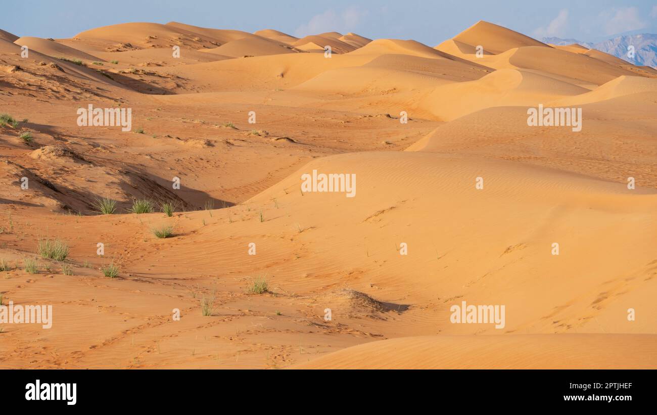Sand dunes in the Wahiba desert in Oman Stock Photo - Alamy