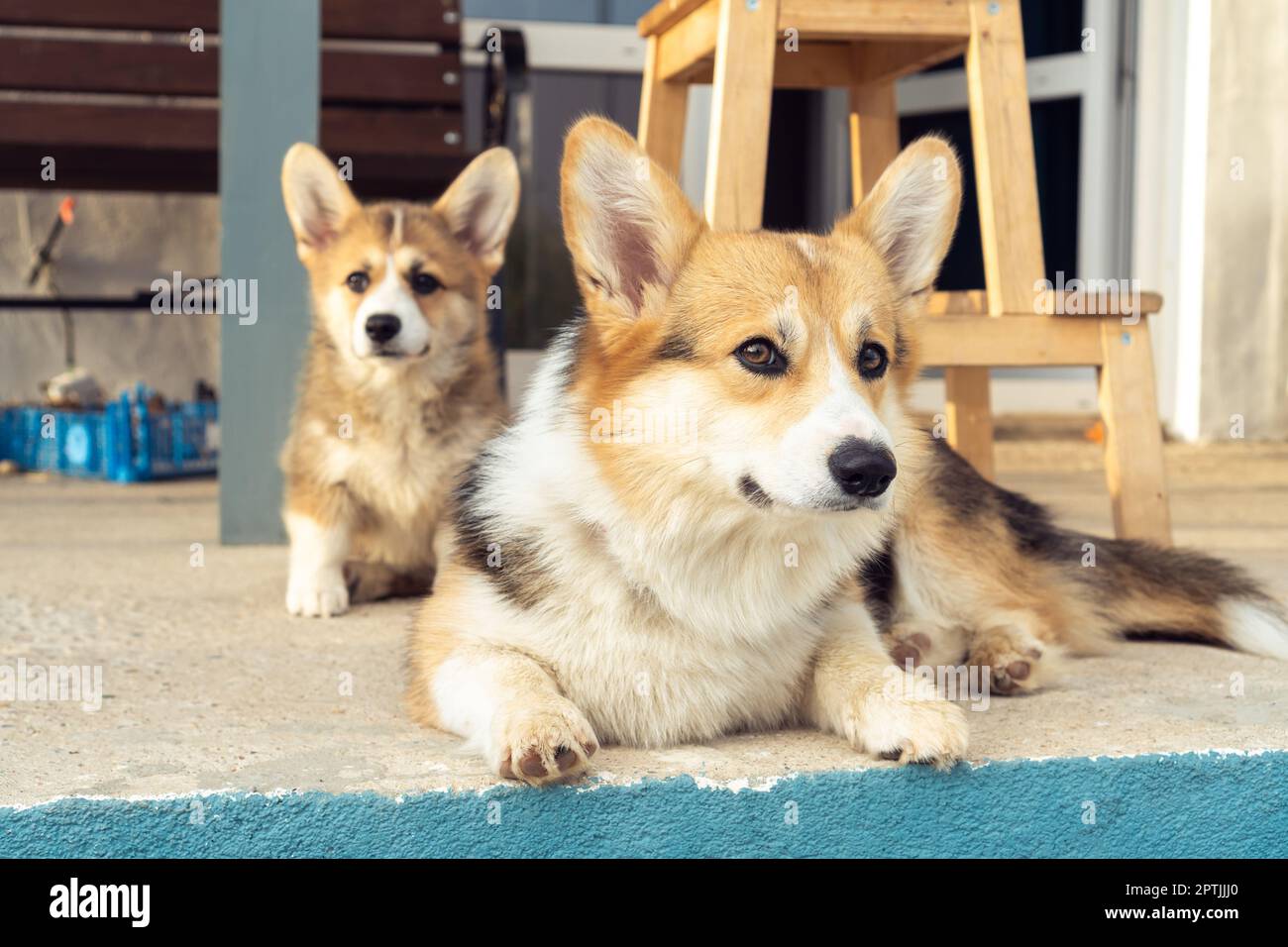 Portrait of two welsh pembroke corgis family lying on concrete floor near house looking at ...