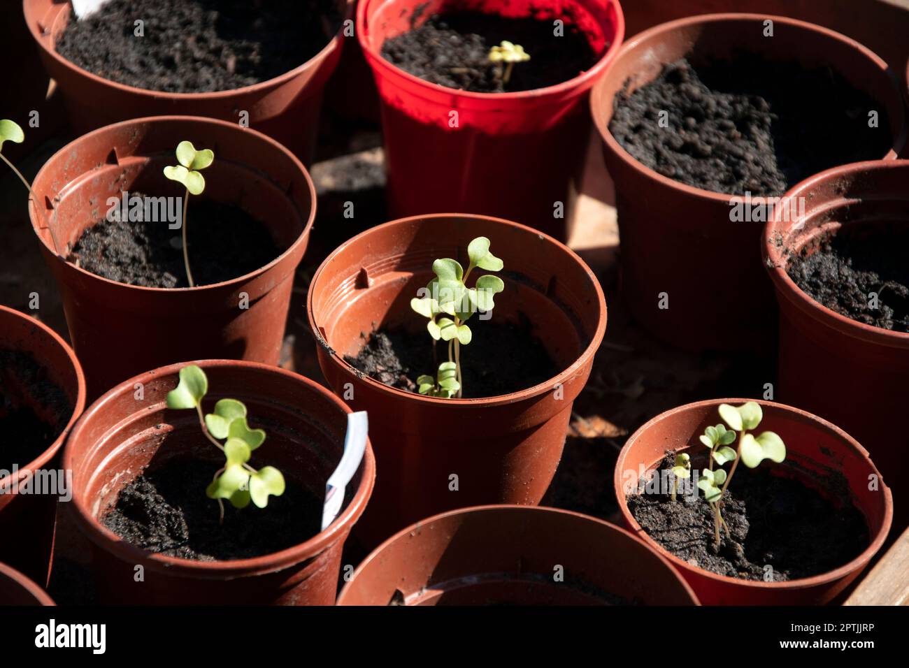 Close-up of cabbage plant seedling in pot Stock Photo - Alamy