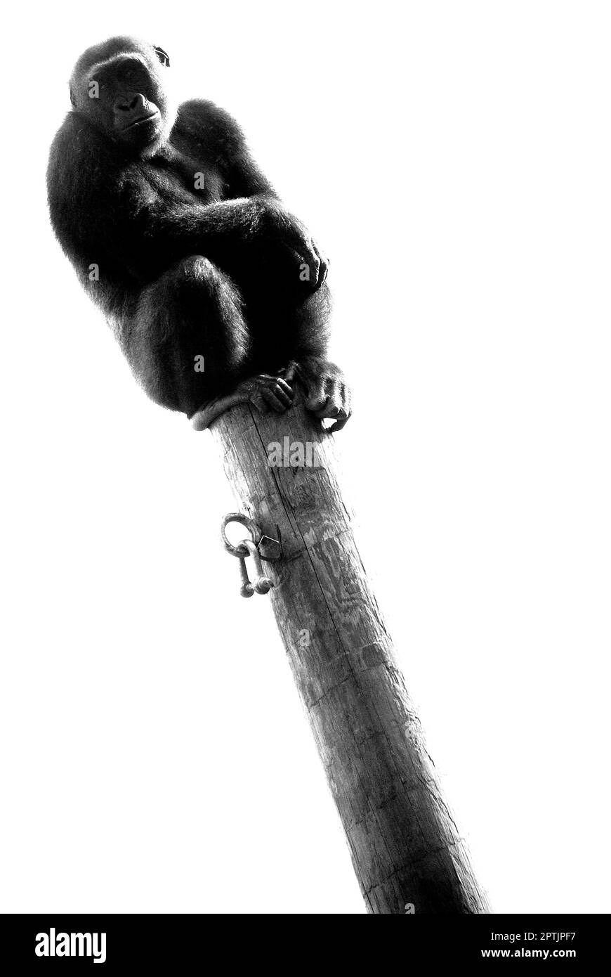 Monkey pole Cut Out Stock Images & Pictures - Alamy