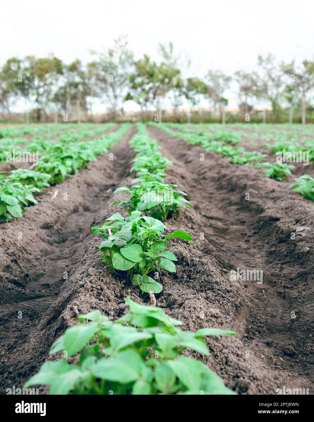 Agriculture farm, plant growth sustainability and field for carbon ...
