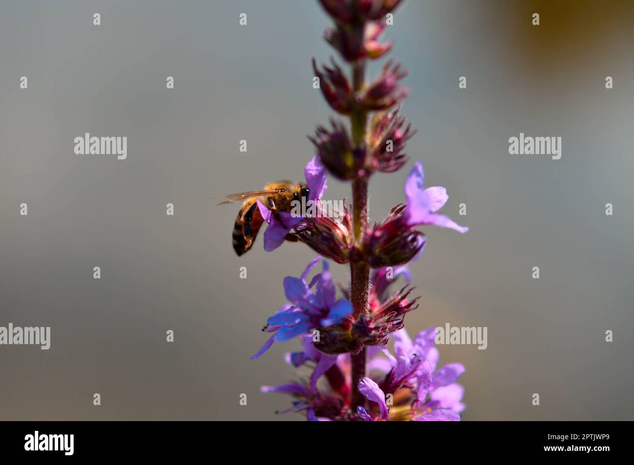 Bee on a purple plant in natural environment, horizontal nature ...