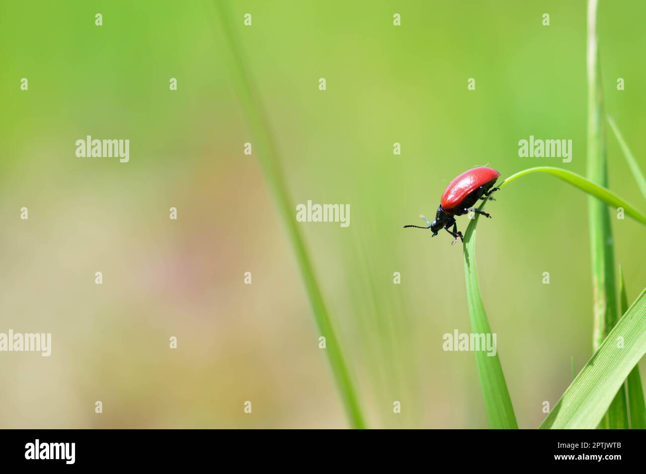 Scarlet lily beetle, small red bug on a leaf in nature, natural ...