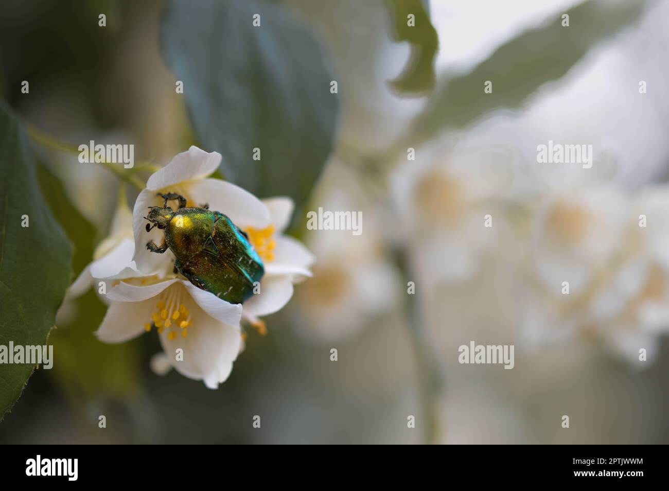 A pretty Rose Chafer or the Green rose Chafer Beetle (Cetonia aurata ...