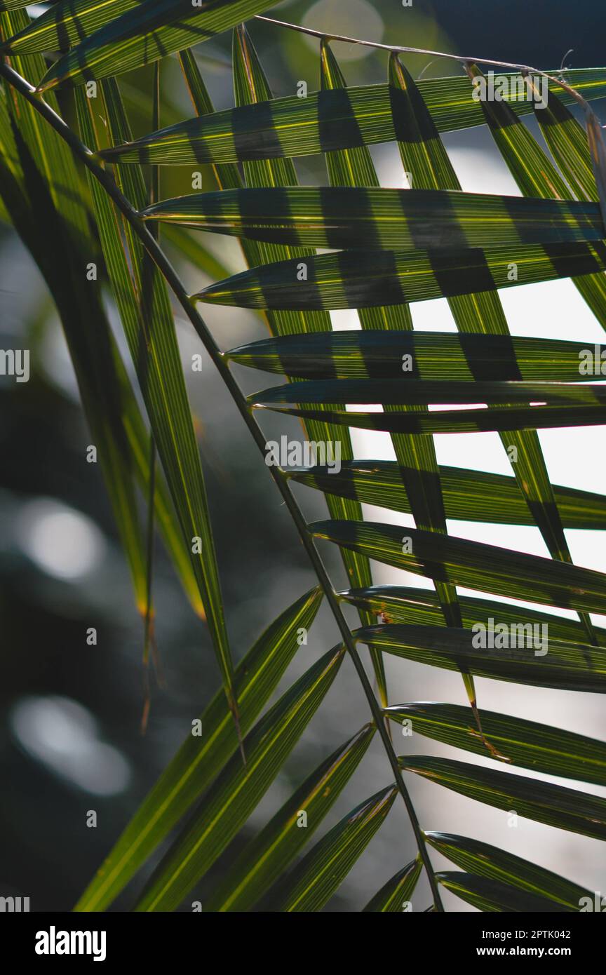 Tropical leaves abstract form, green leaves in the sunshine, geometric ...