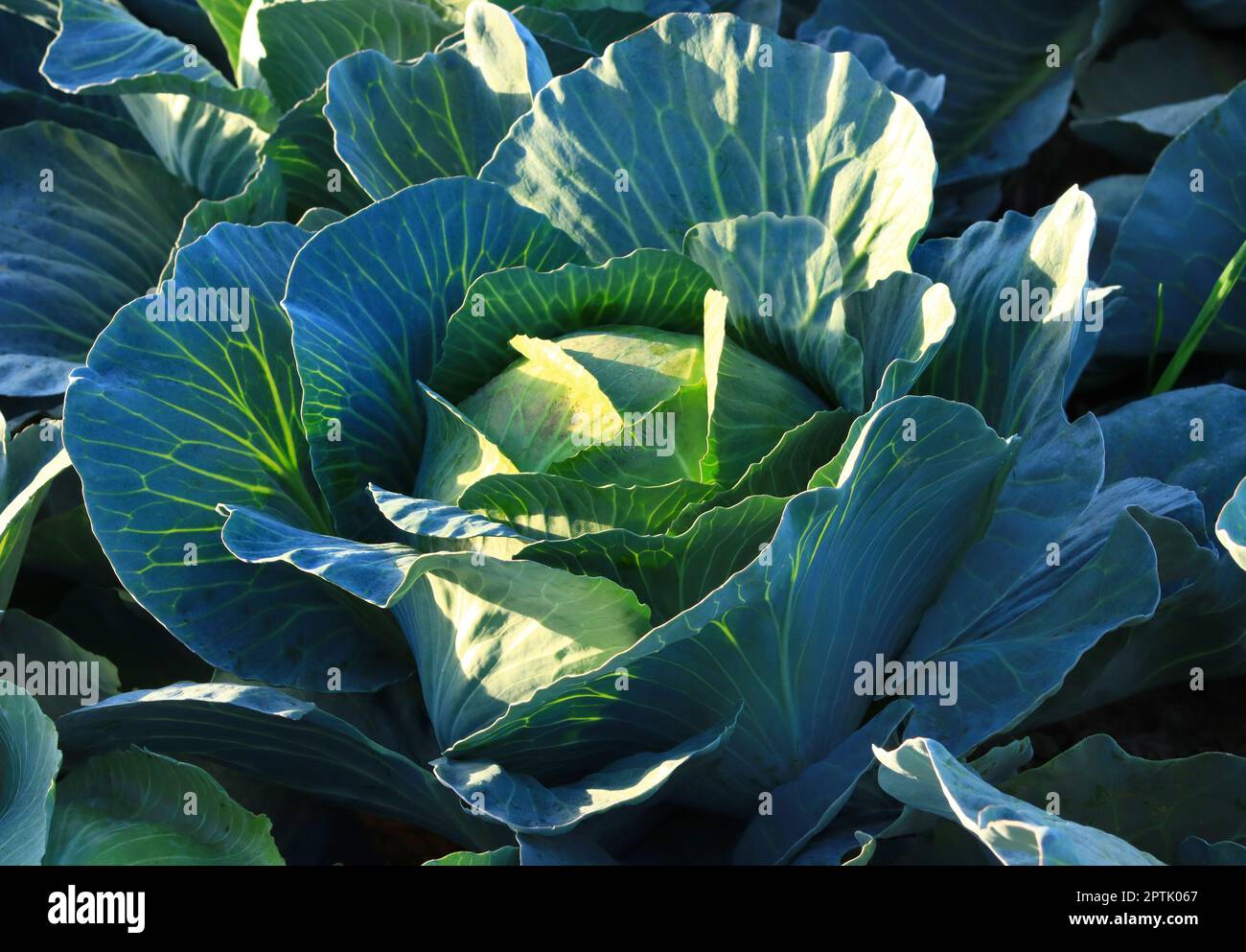 White cabbage plants in a field. Weisskohl im Gegenlicht Stock Photo ...