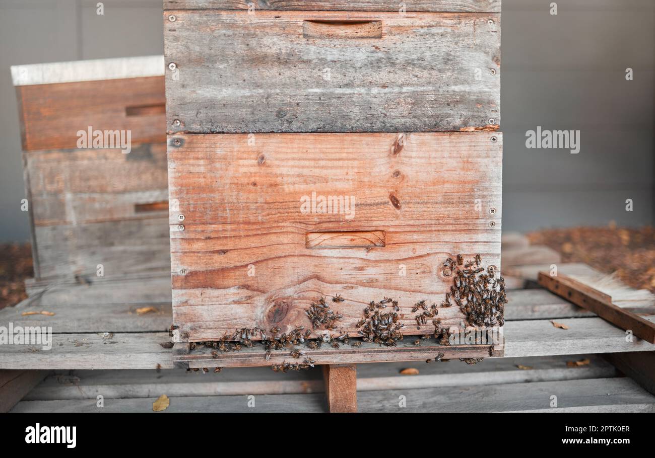 Bees, honey production and bee farm insects for sustainability ...