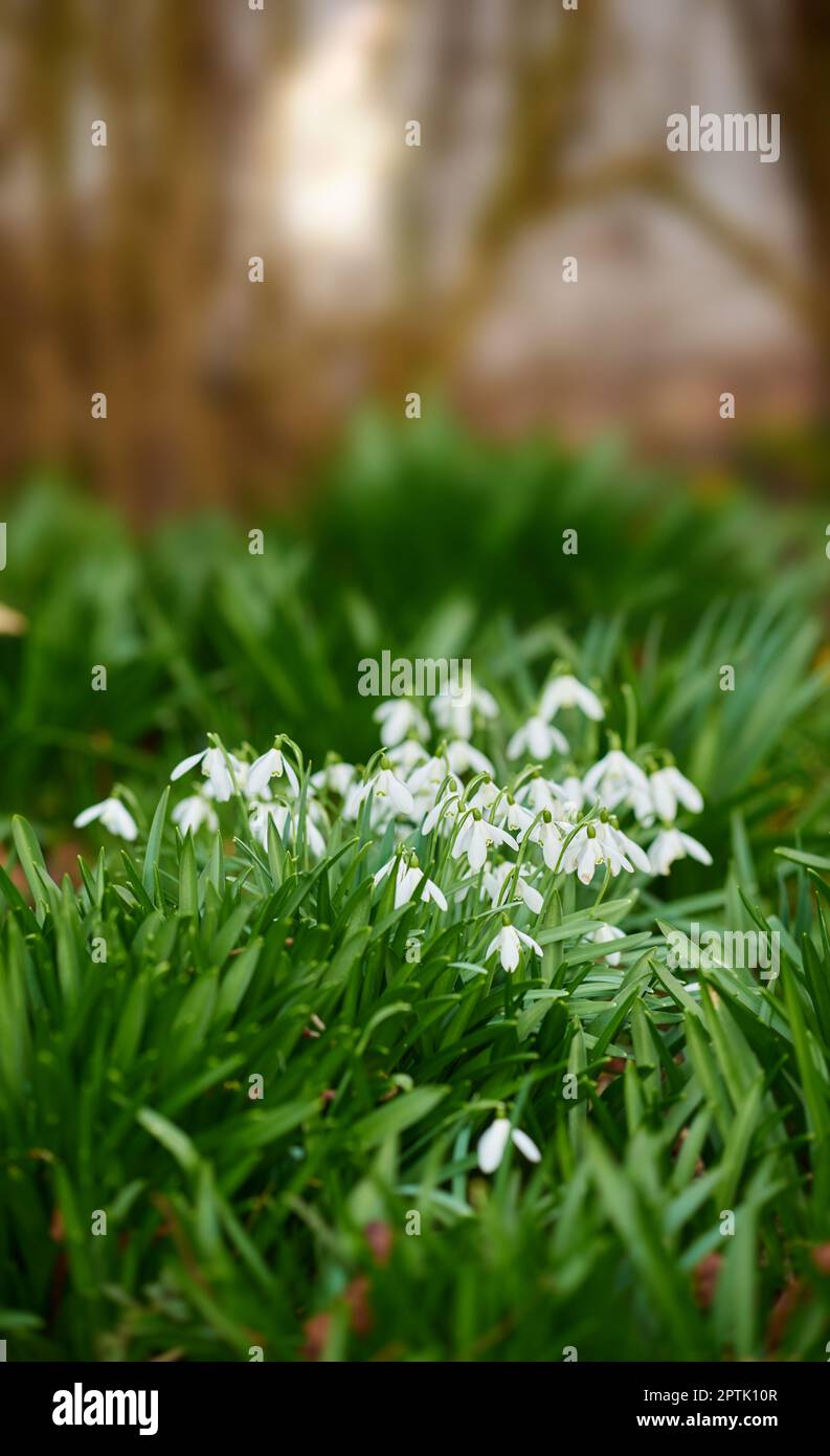 Snowdrops. Snowdrop - a widely cultivated bulbous European plant that ...