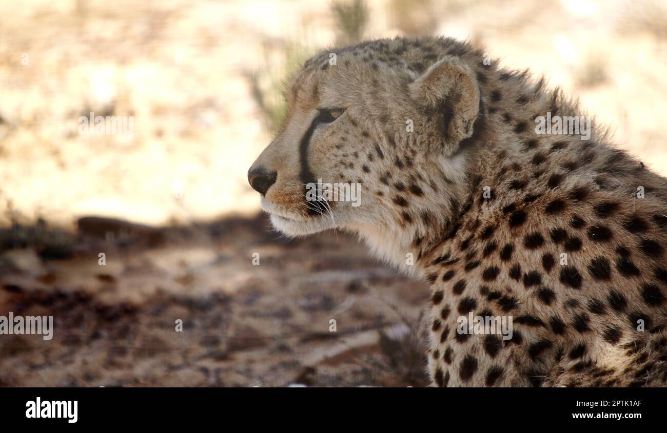 The quickest of the quick. a cheetah on the plains of Africa Stock ...