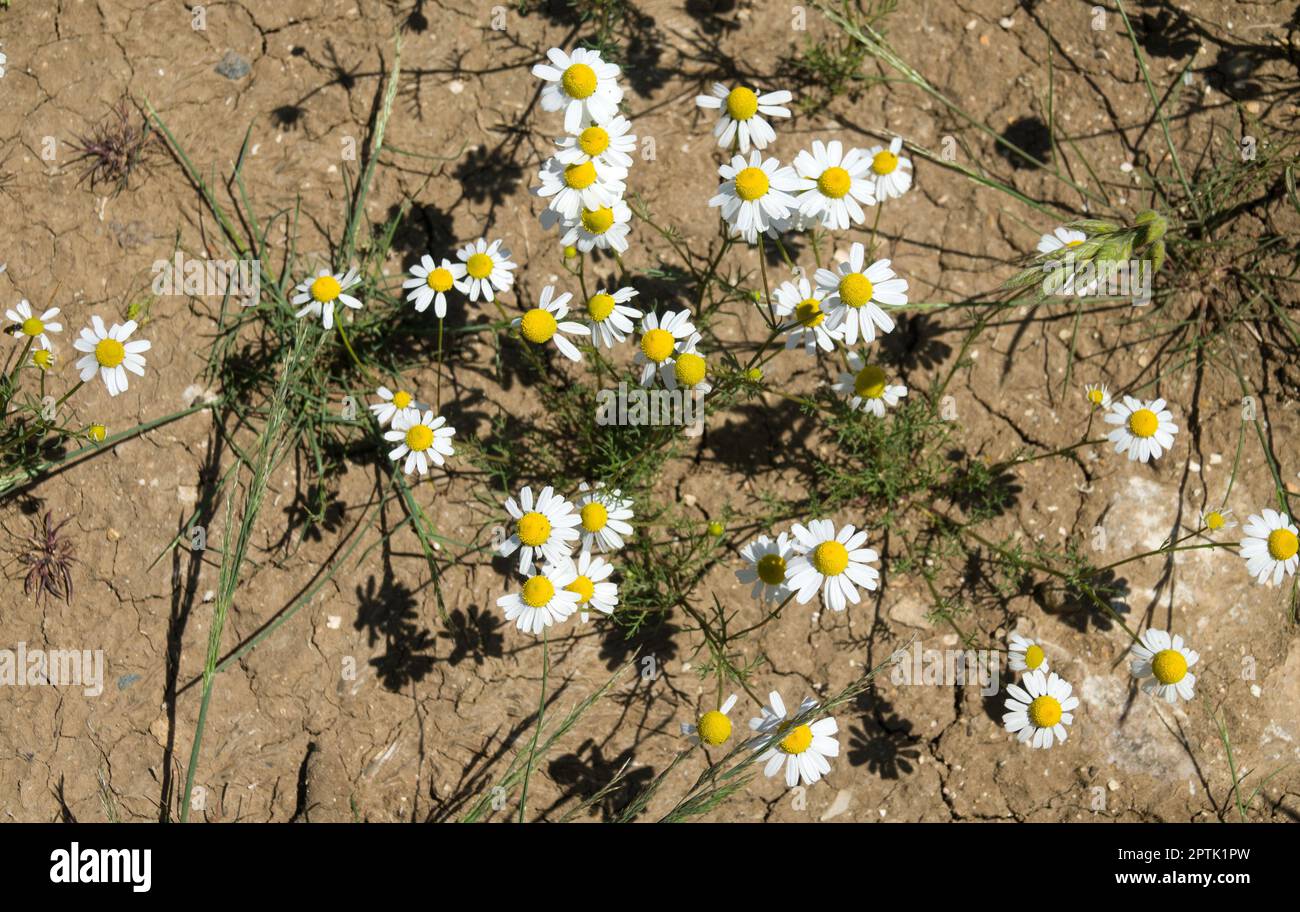 Effect of light and shade (opposition game). White chamomile flowers and black flower shadows ...