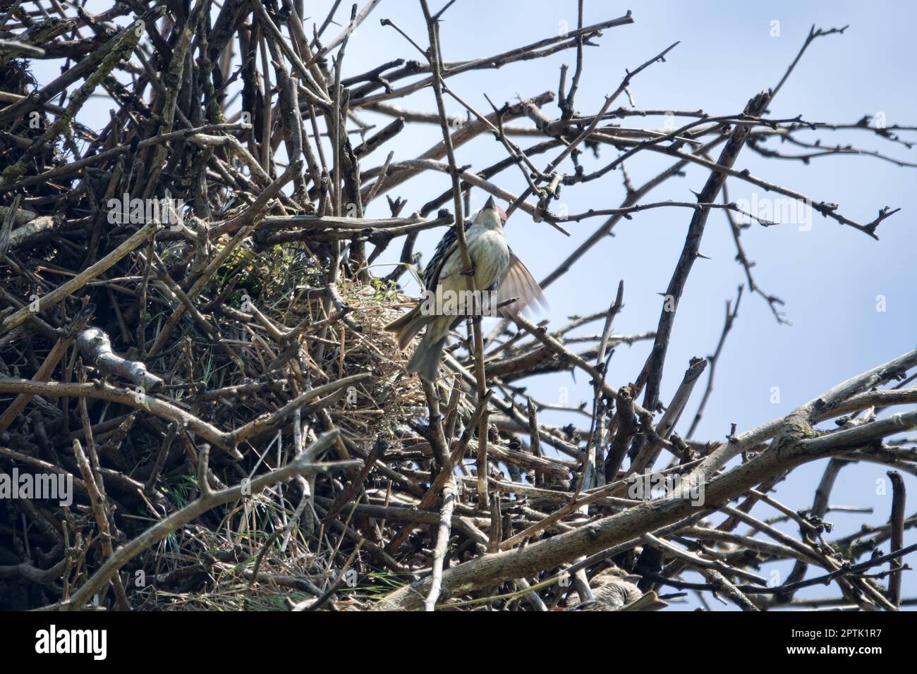 Nesting behavior. Courtship and copulation of Spanish sparrows (Passer ...