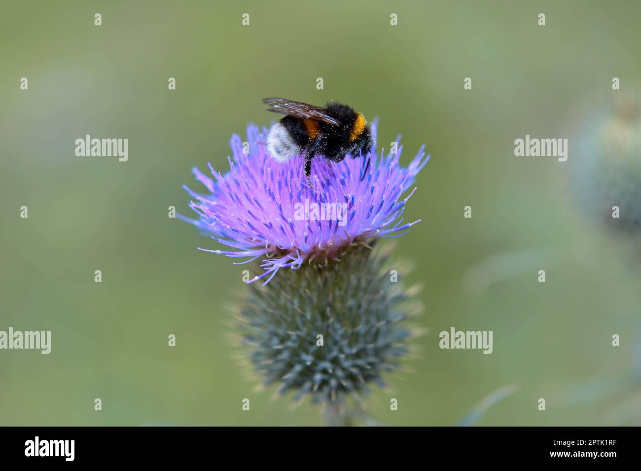 Bumblebee on a Spear Thistle flower, bee on a purple spiky wildflower ...