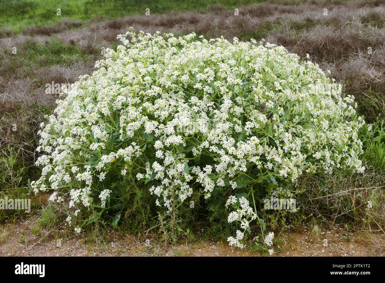 Russian sea kale (Crambe tatarica) blooms on coast of Sea of Azov ...