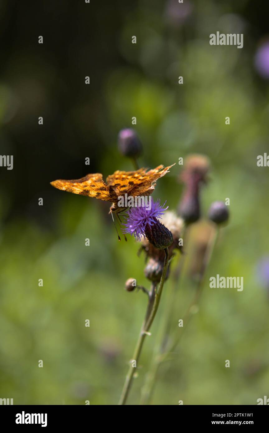 Comma butterfly in the wild macro close up, orange butterfly with black ...