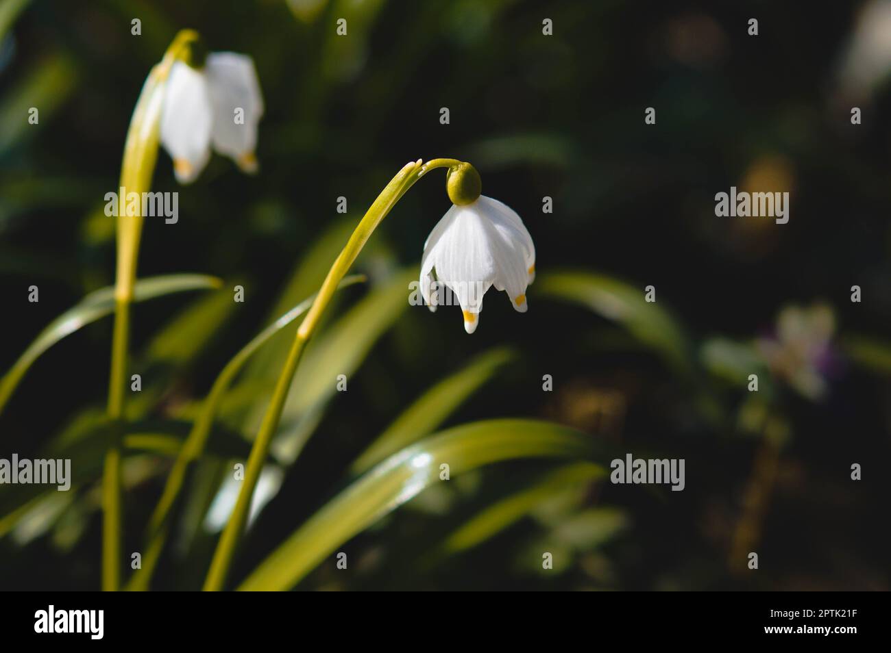White early spring wildflower in nature Stock Photo - Alamy