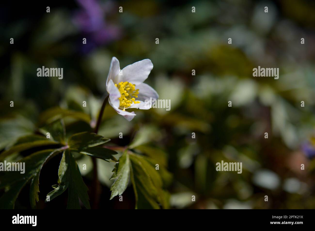 White early spring wildflower in nature Stock Photo - Alamy