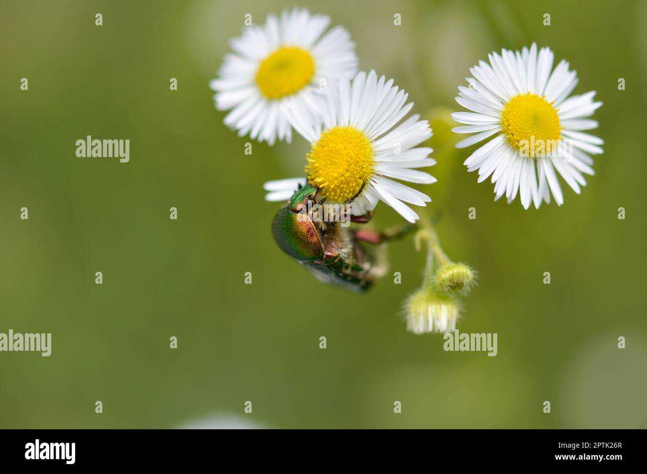 Rose chafer bug on a white and yellow wildflower, big colorful metalic ...