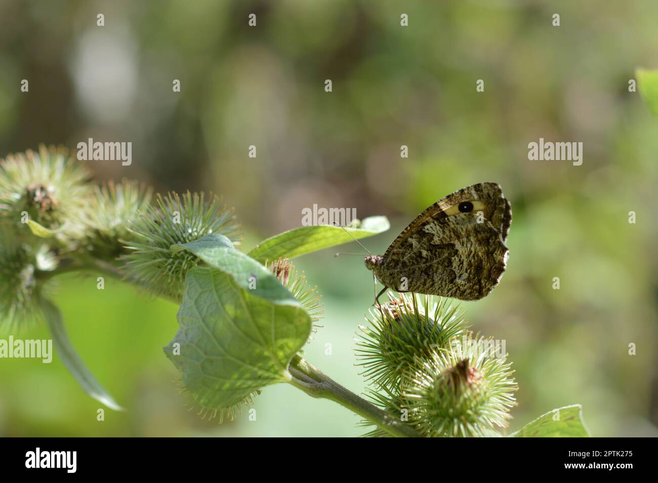The grayling or rock grayling butterfly in the wild, brown orange ...
