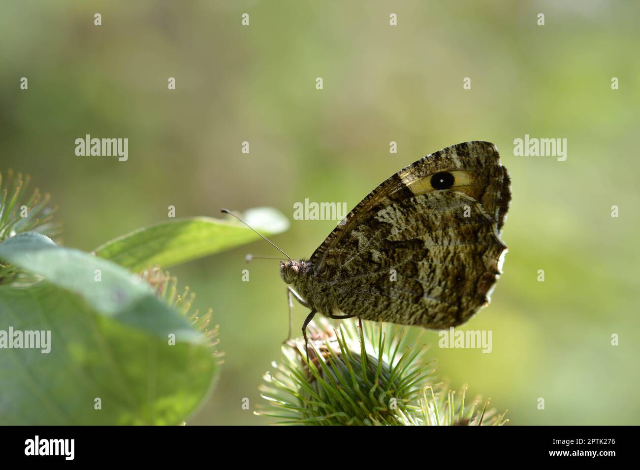 The grayling or rock grayling butterfly in the wild, brown orange ...