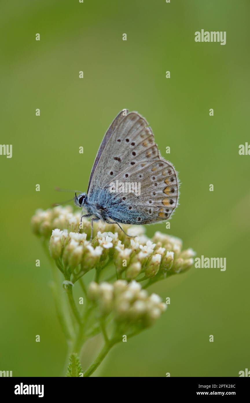 The common blue butterfly (Polyommatus icarus) is a butterfly in the ...