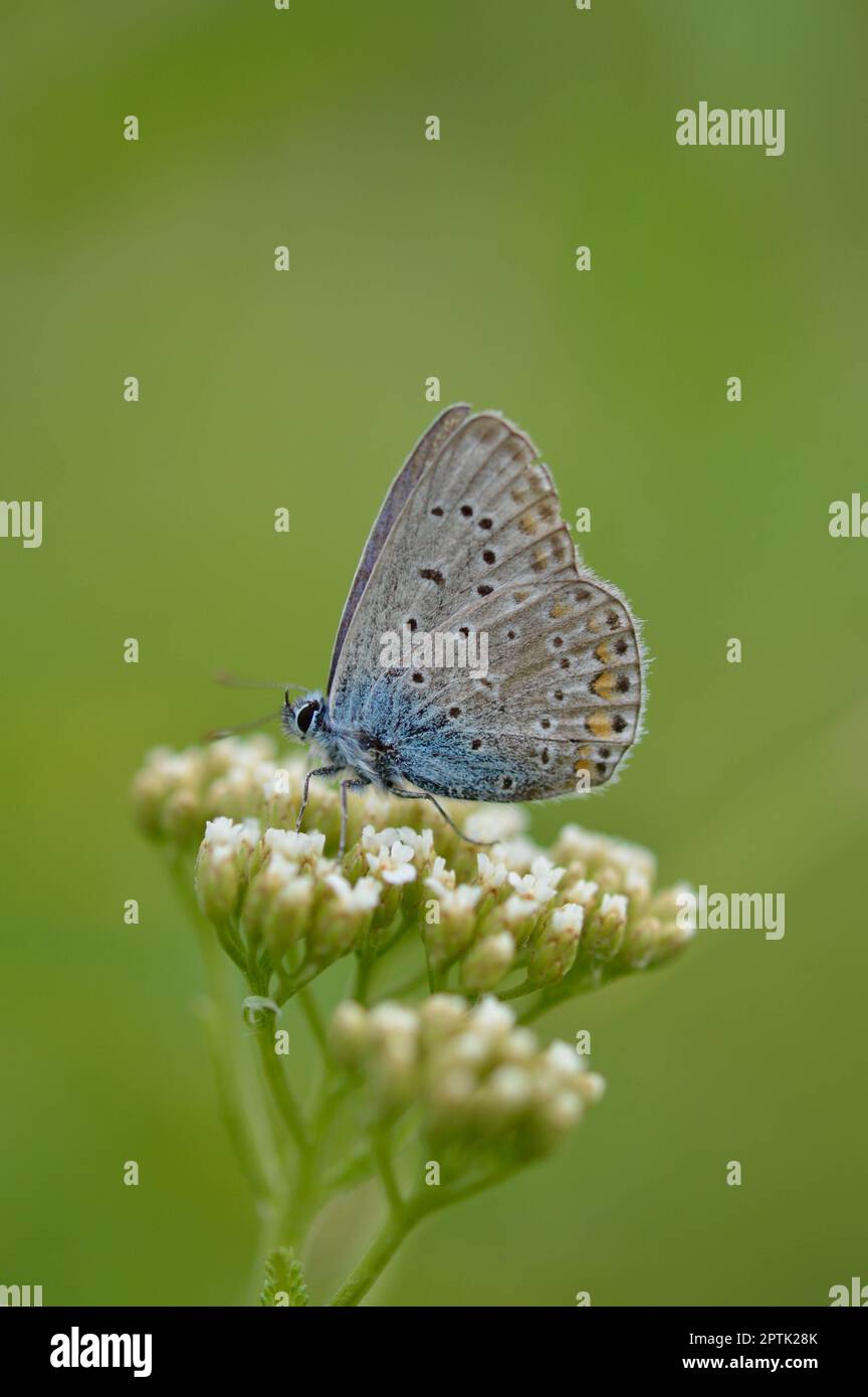 The common blue butterfly (Polyommatus icarus) is a butterfly in the ...