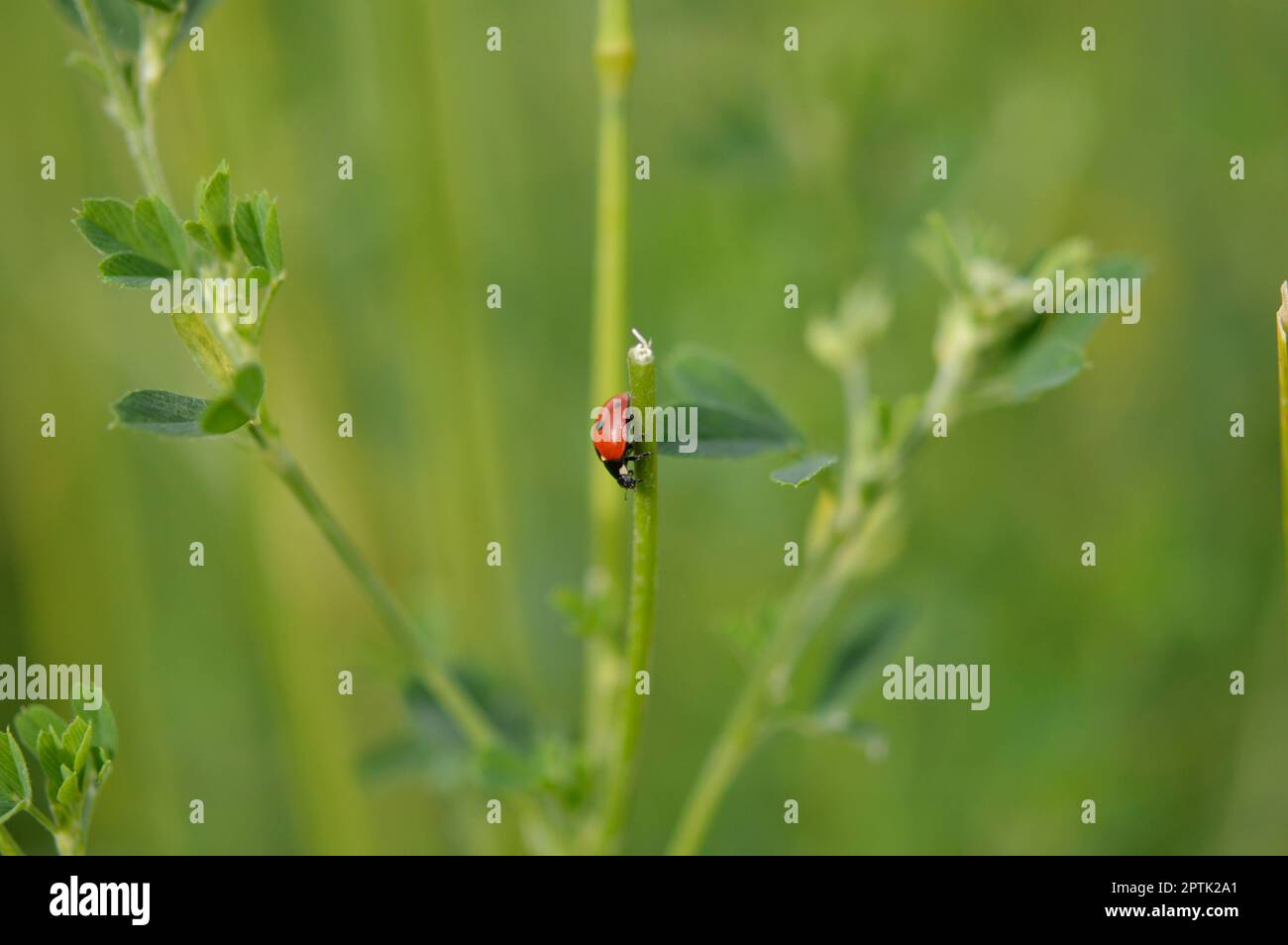 Ladybug on a green plant, red insect with black dots. Small beetle, red ...