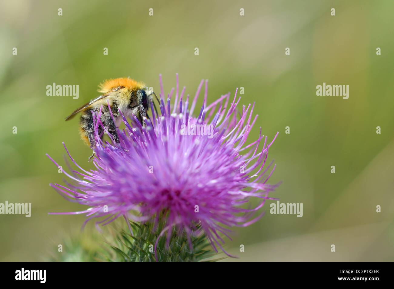 Bumblebee on a Spear Thistle flower, bee on a purple spiky wildflower ...
