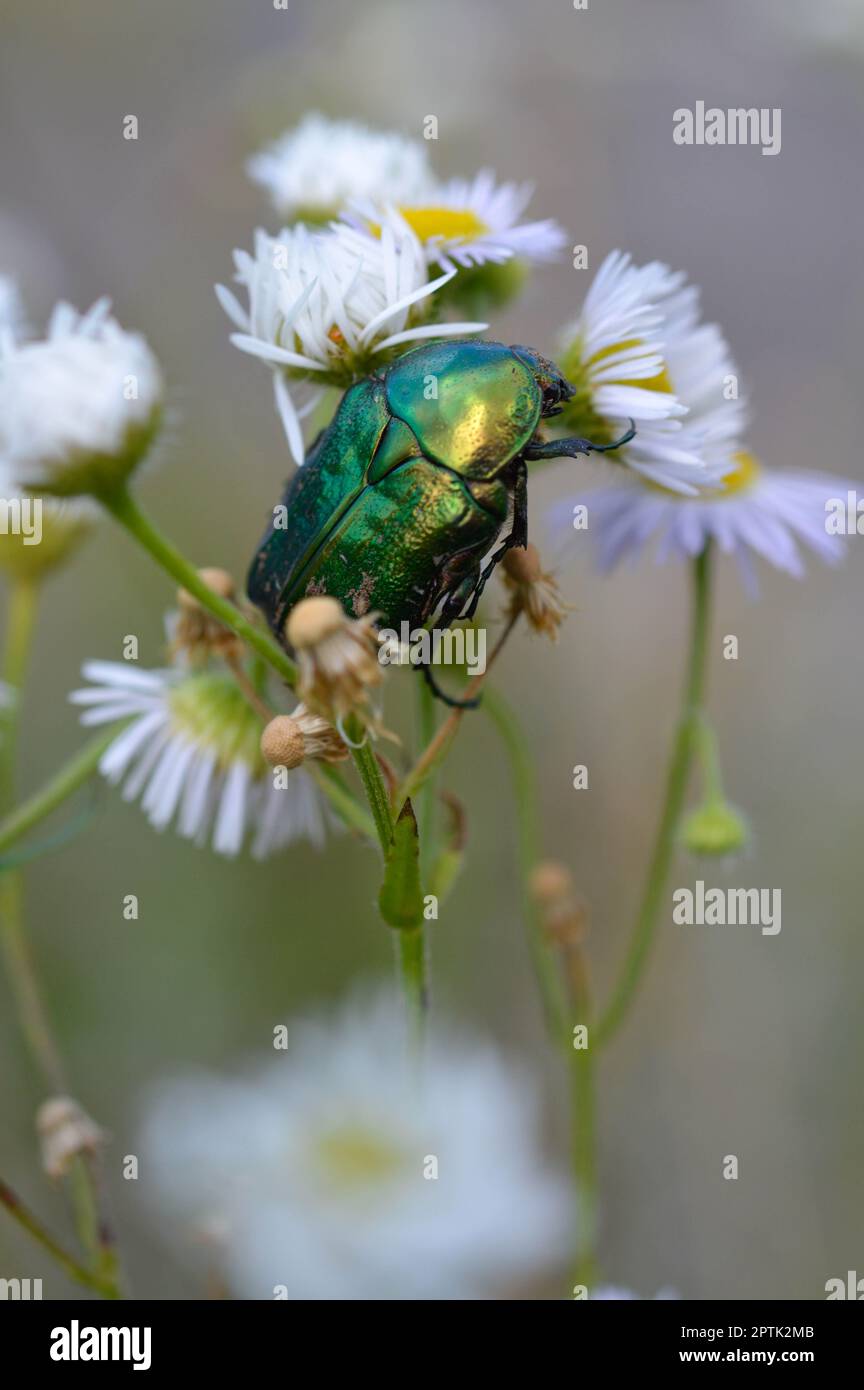Rose chafer bug on a white and yellow wildflower, big colorful metalic ...