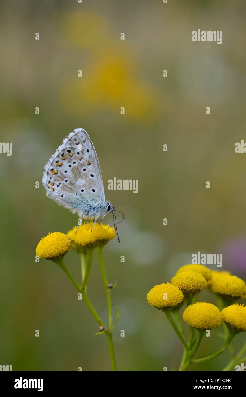 Brown argus butterfly in a tansy flower or bitter buttons plant. Grey ...