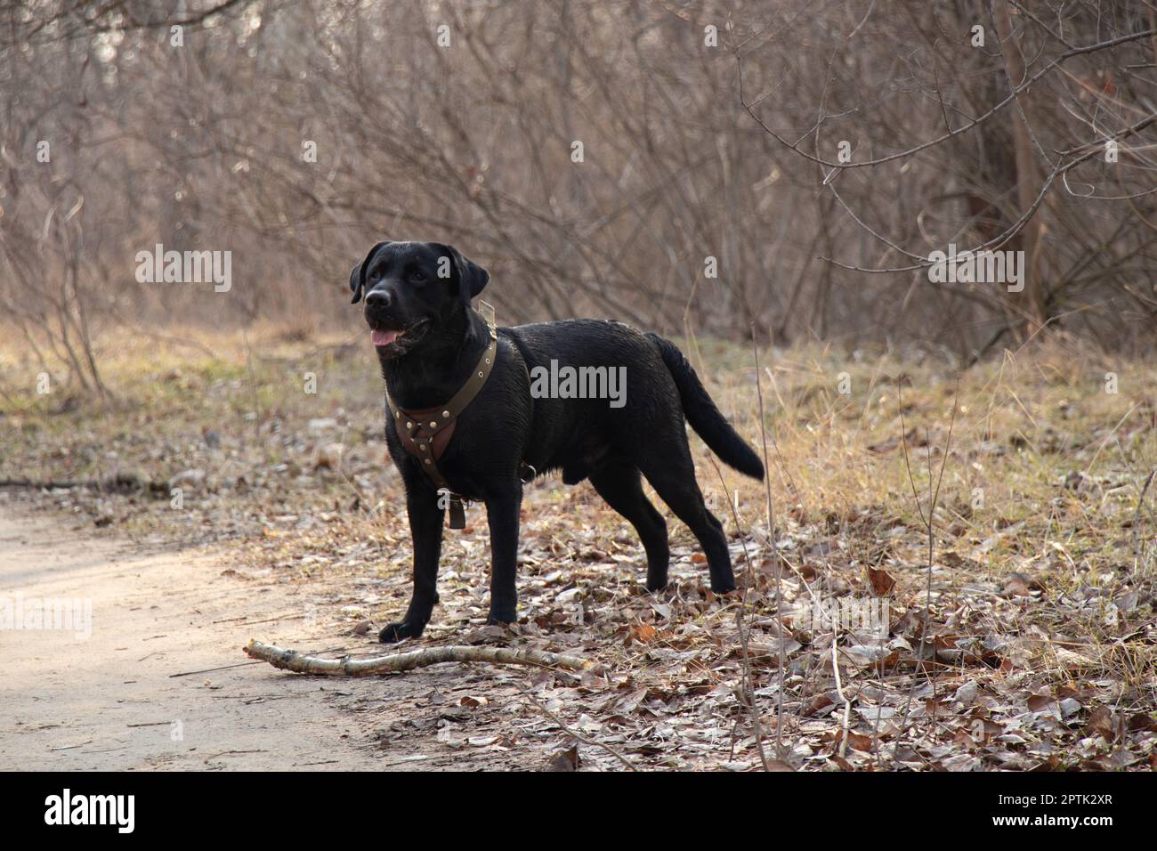 black adult labrodor for walks in the park in spring in Ukraine in the ...