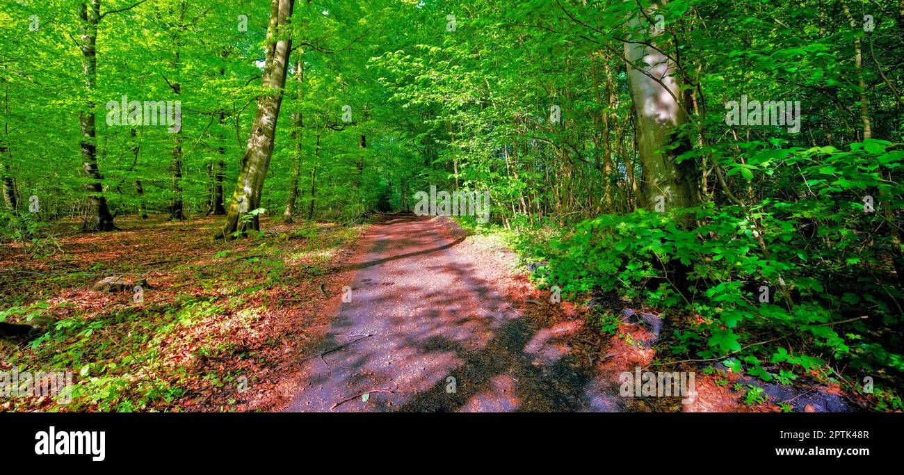 Lush forest in the spring. A very sharp and detailed photo of the ...
