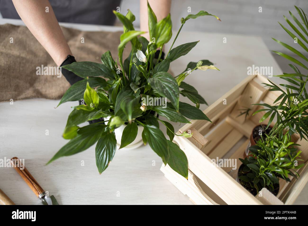 Spring Houseplant Care, repotting houseplants. Waking Up Indoor Plants ...
