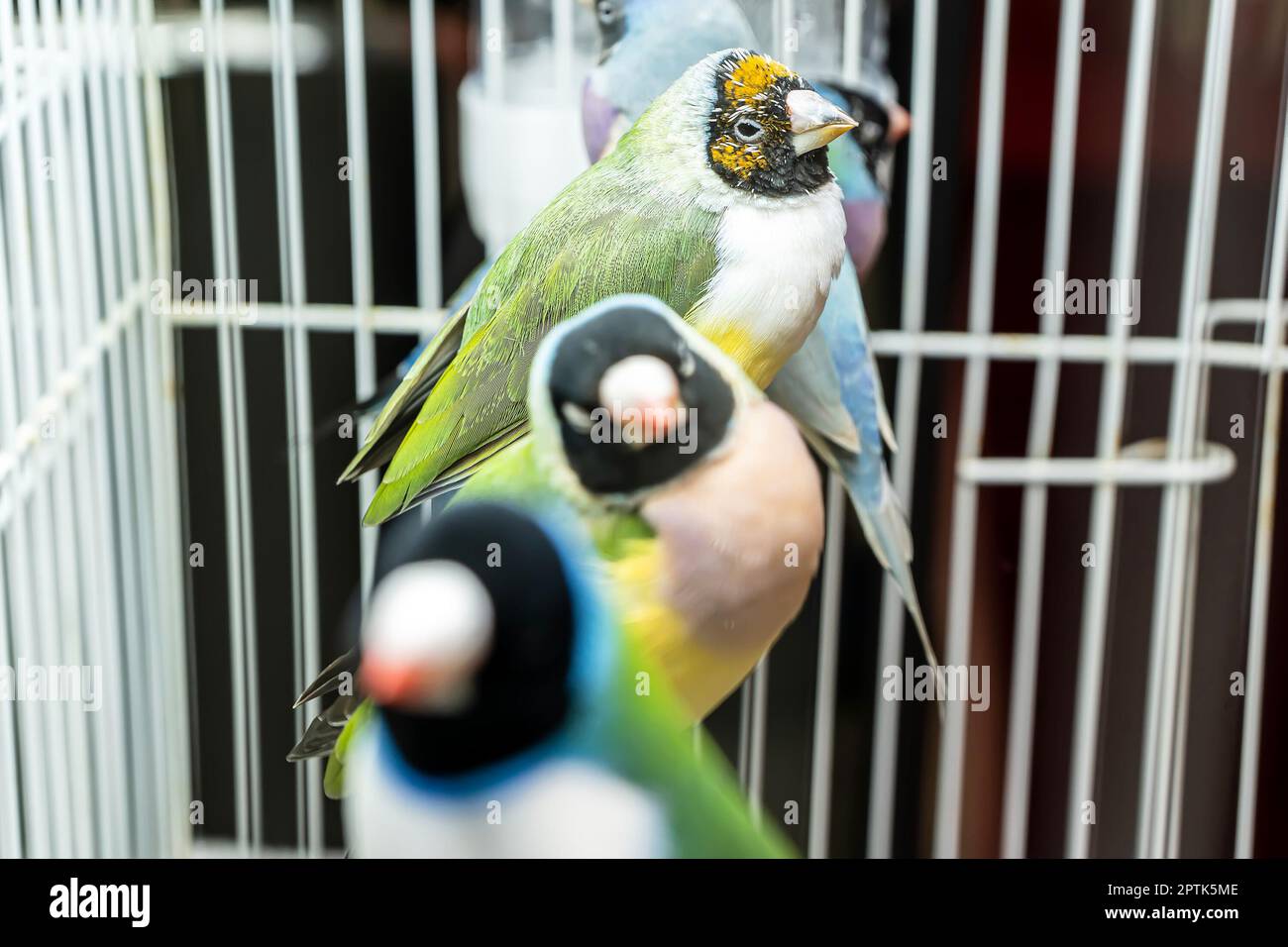 Parrots are posing to take the picture. Bird is a popular pet in ...