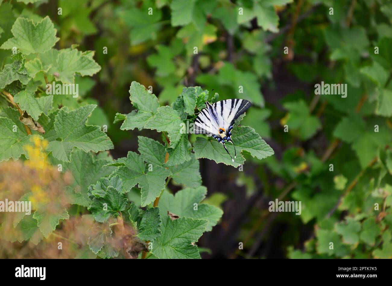 Rare european butterfly hi-res stock photography and images - Alamy