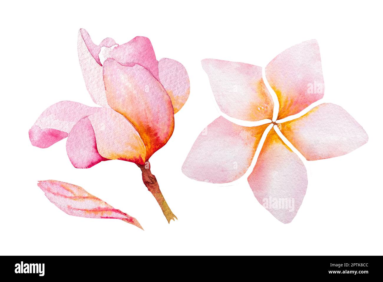 Plumeria Flower Drawing