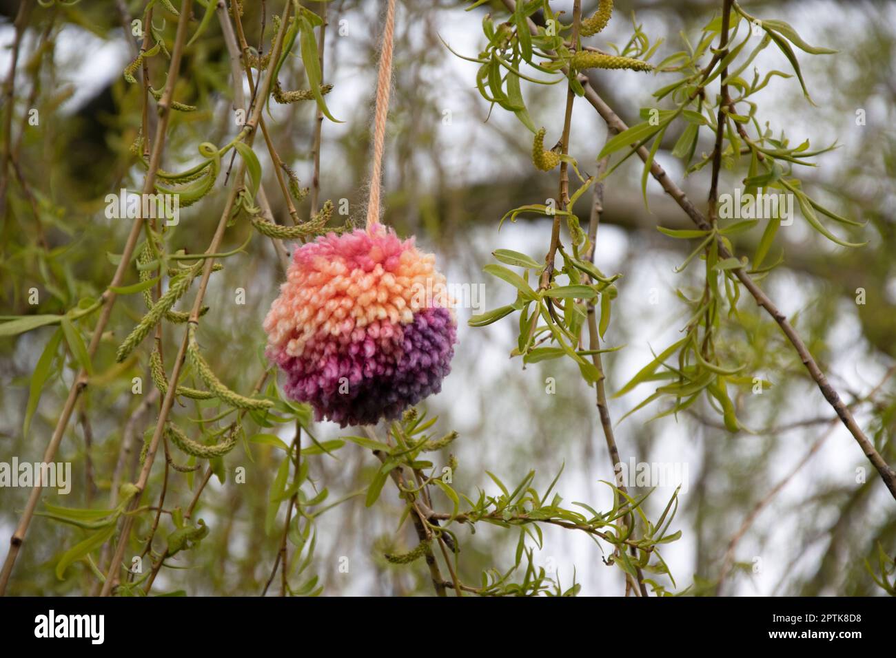 Pompom tree hi-res stock photography and images - Alamy