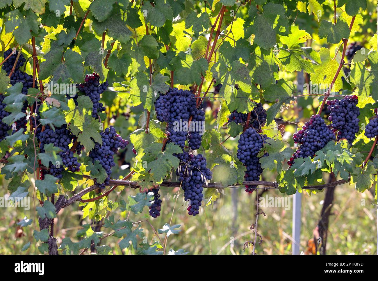 Sulphites wine hi-res stock photography and images - Alamy