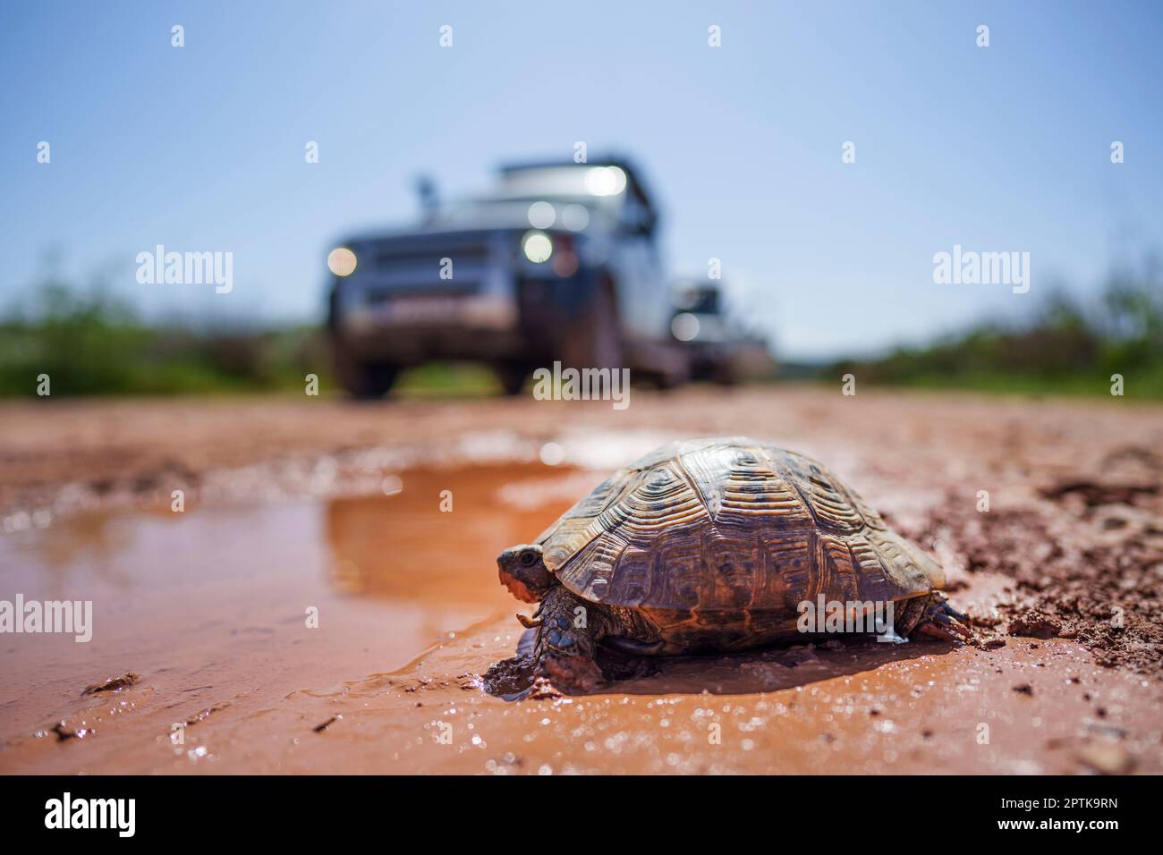 Track of a tortoise in sand hi-res stock photography and images - Alamy