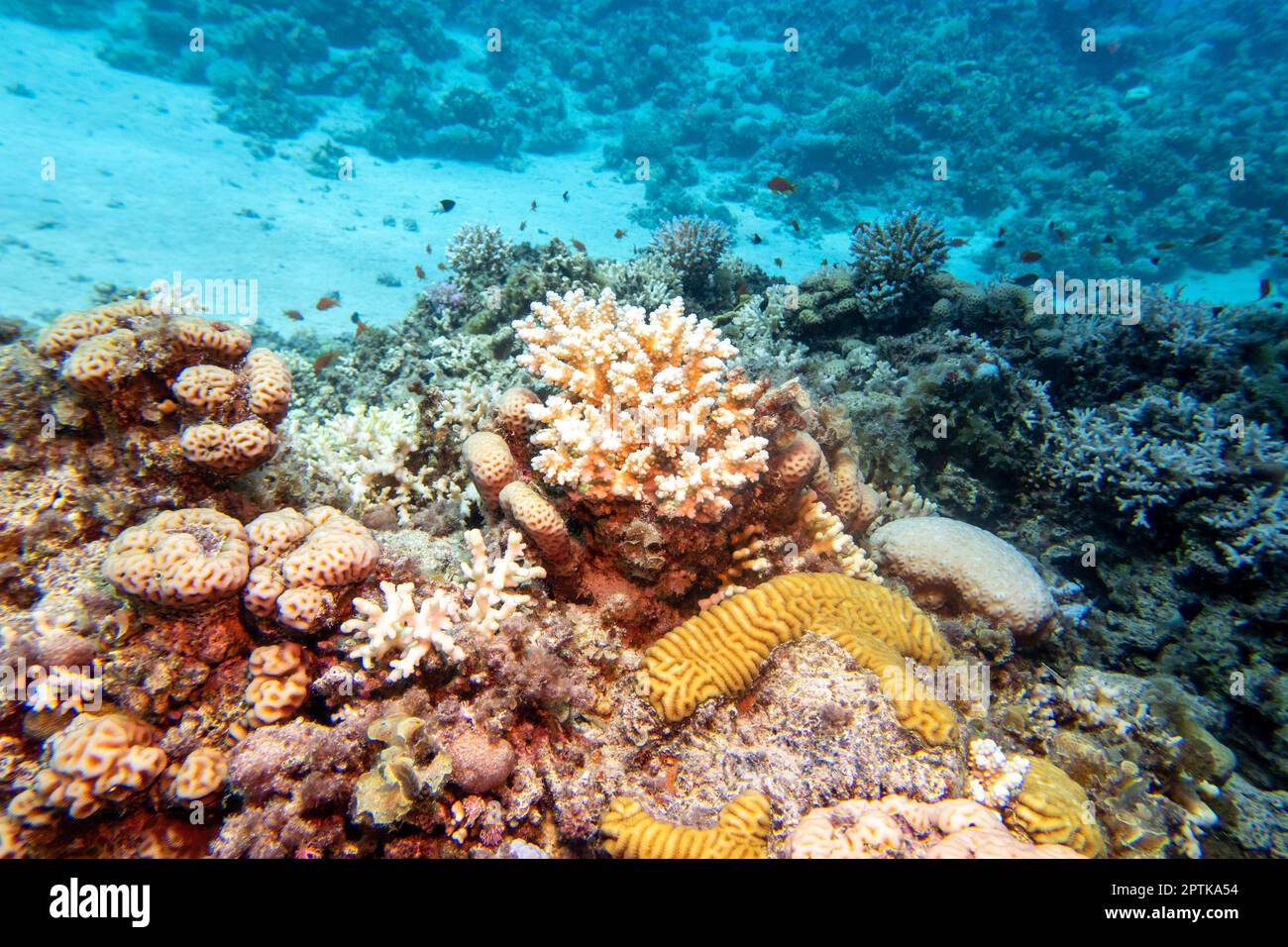 Colorful, picturesque coral reef at bottom of tropical sea, hard corals ...