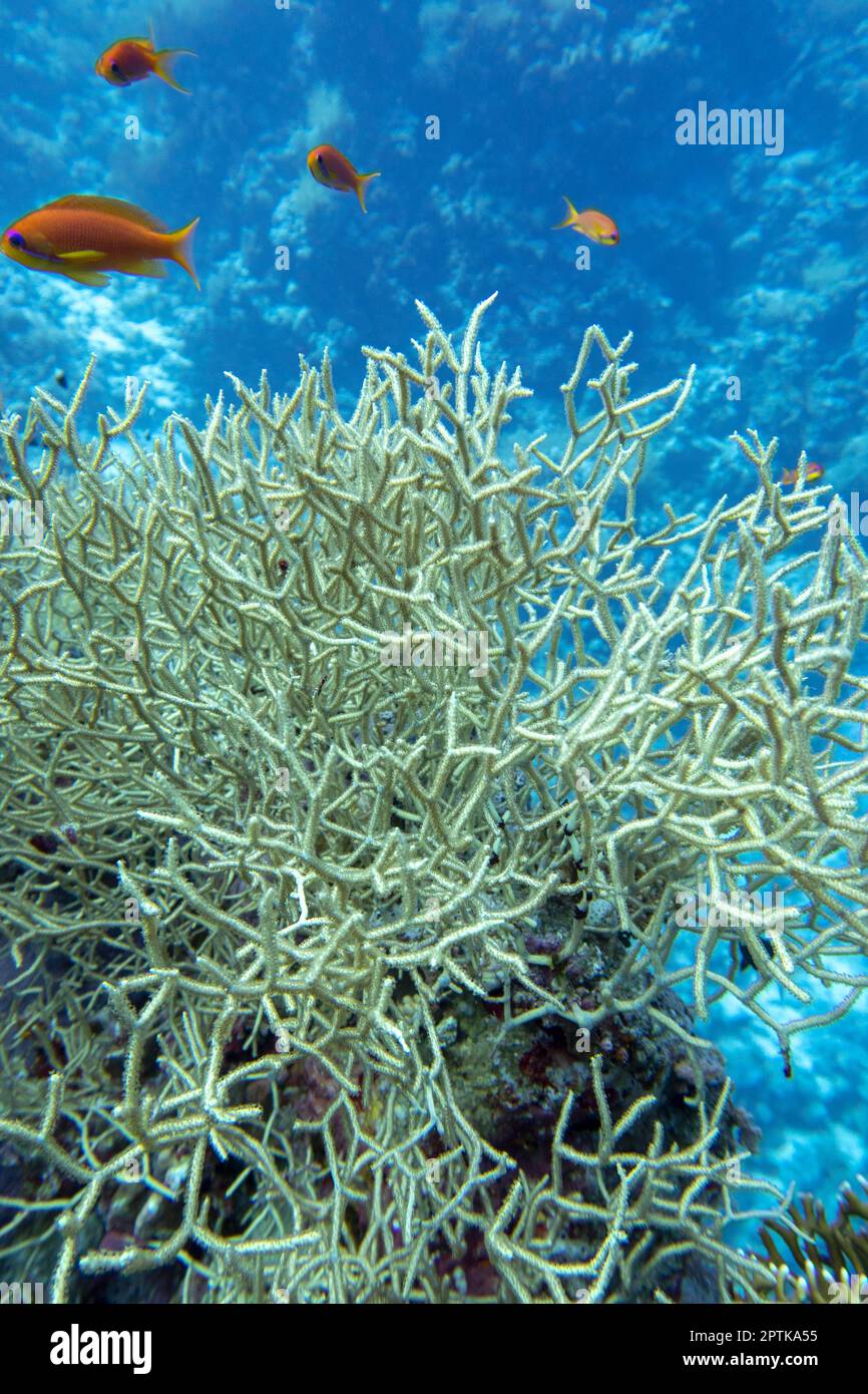 Stony coral Seriatopora hystrix (family Pocilloporidae) above coral ...