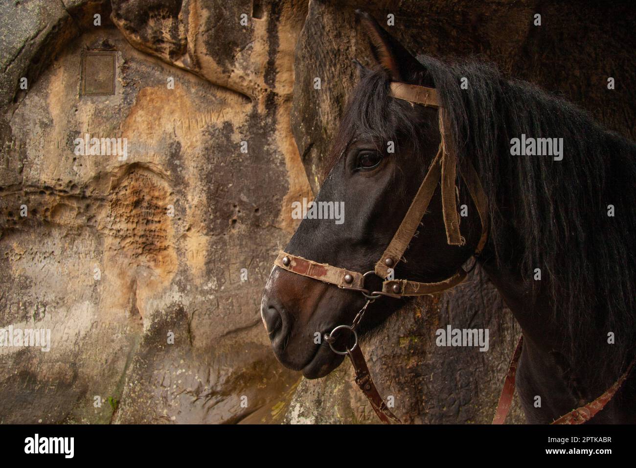 a beautiful horse in the stable Stock Photo - Alamy