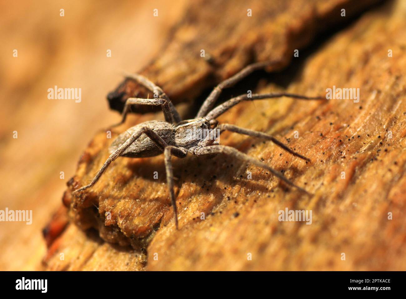 macro photography spider close up Stock Photo - Alamy