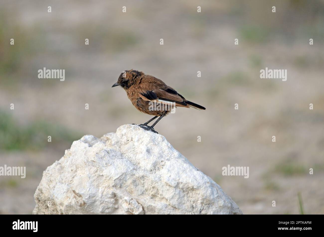 Ant-eating chat on white rock, Namibia Stock Photo - Alamy
