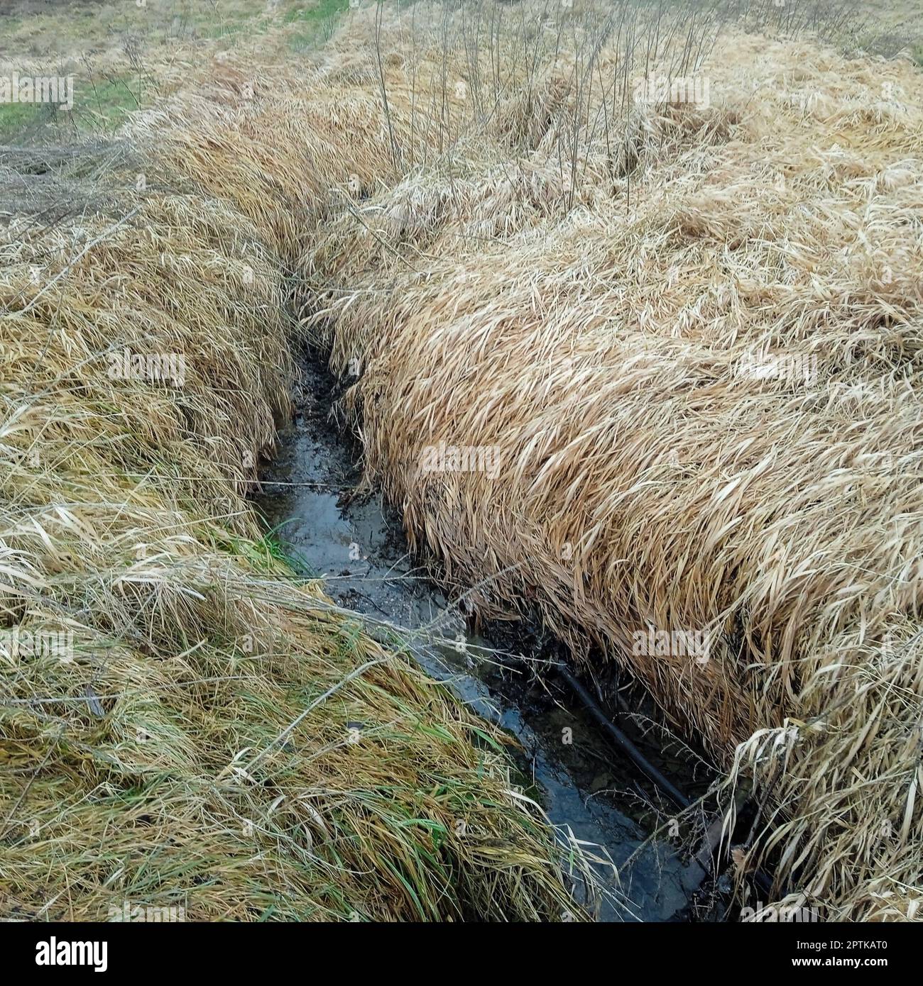 natural grass landscape on a meadow, plants and grasses growing Stock ...