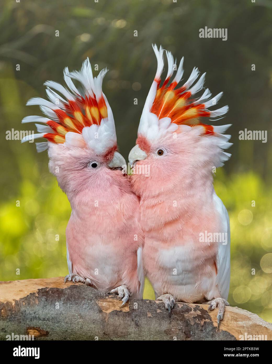 Pink kakadu hi-res stock photography and images - Alamy