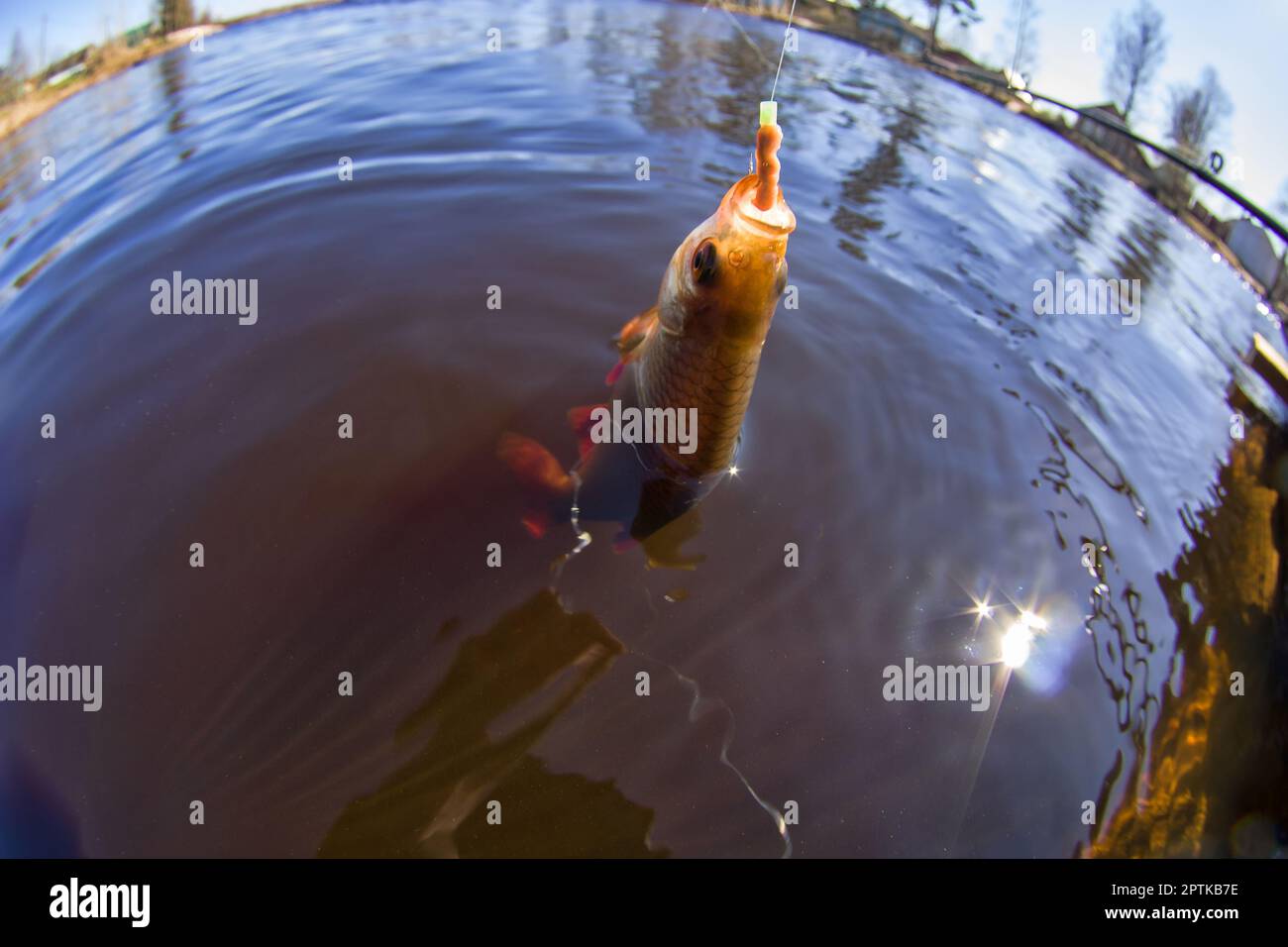 Trink Noun. Catching The Redfin (Scardinius erythrophthalmus) on the ...