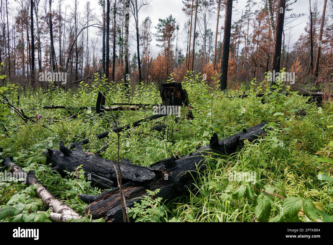Fire-damaged forest boreal forests. Burnt boreal forests. Wildfire low ...
