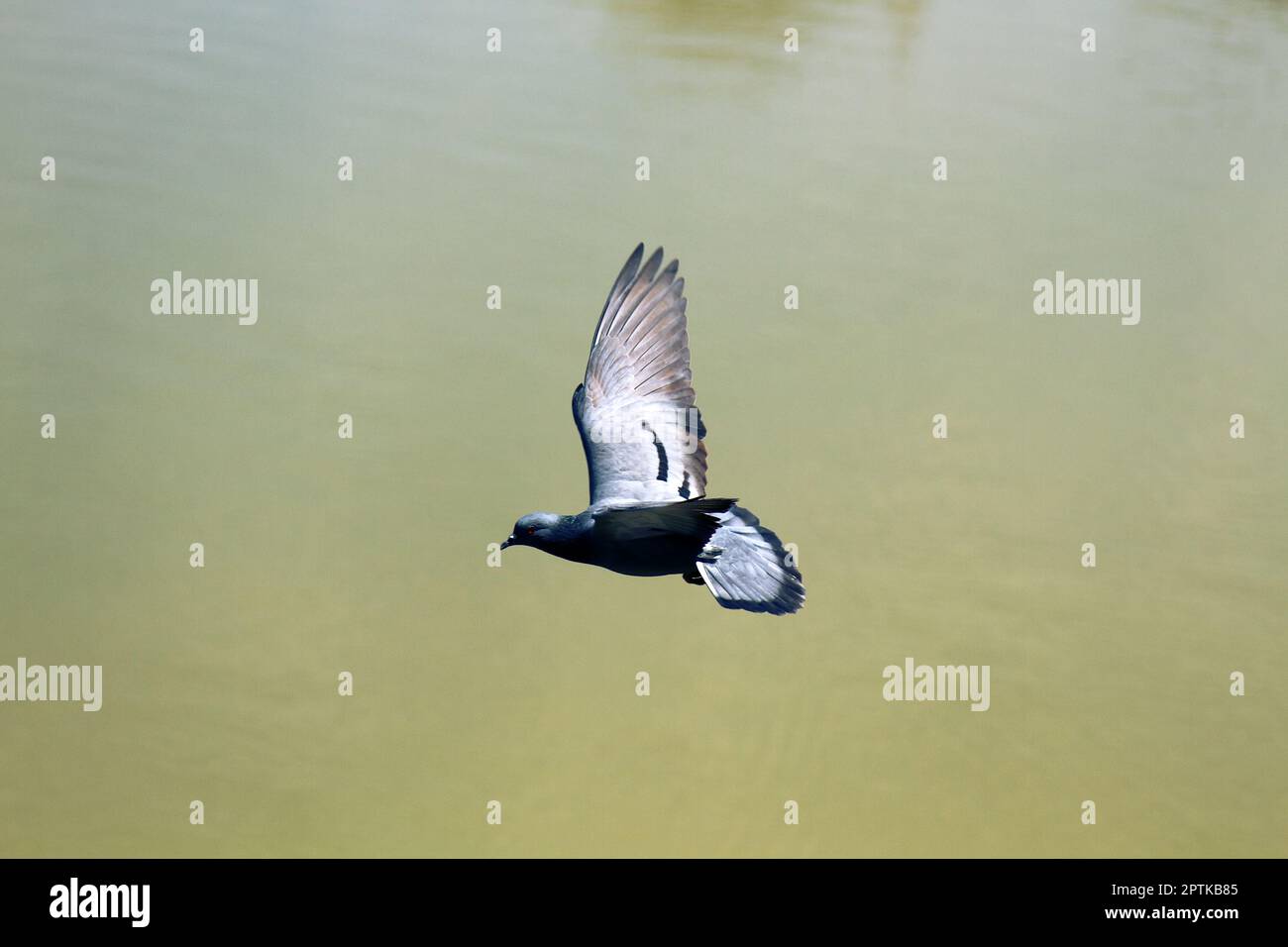 Indian Rock dove (Columba livia intermedia) in flight. Malabar coast ...