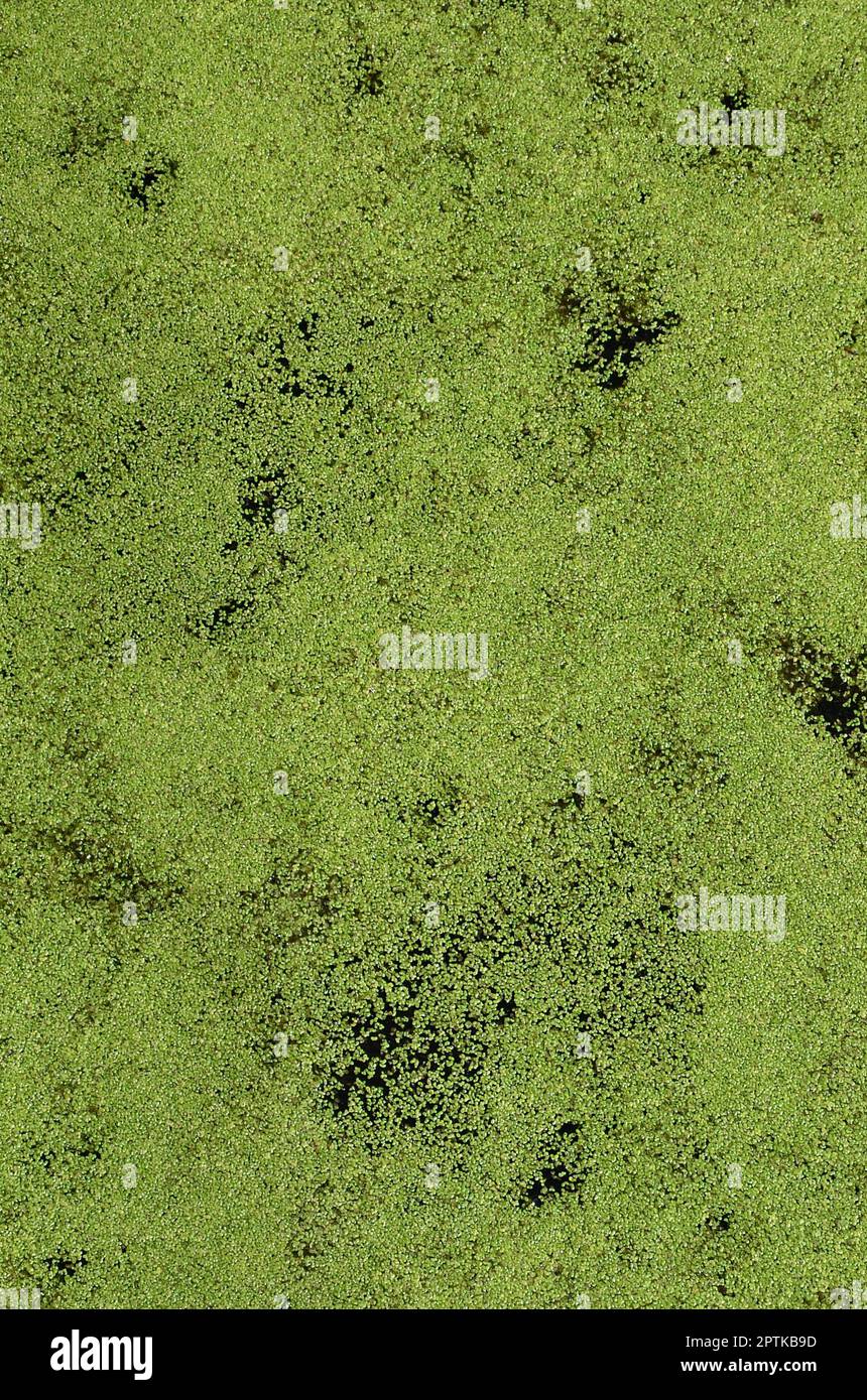 Texture of swamp water dotted with green duckweed and marsh vegetation ...
